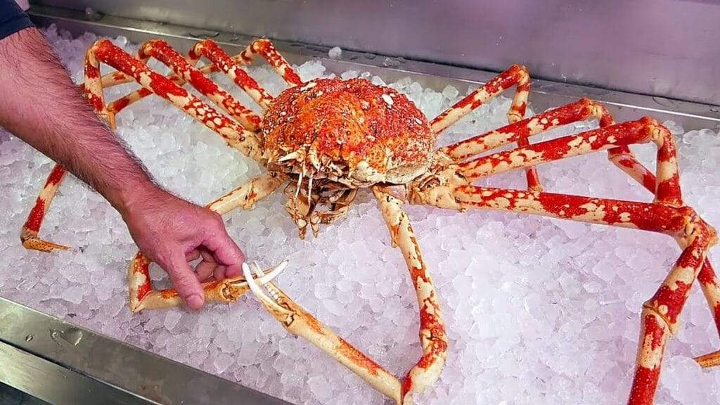 Biggest Crab In The World | 10 Largest Crab Species in the World